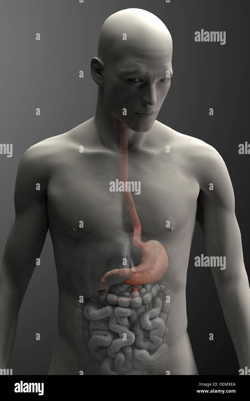 Stomach highlighted within a male figure (front view Stock Photo - Alamy