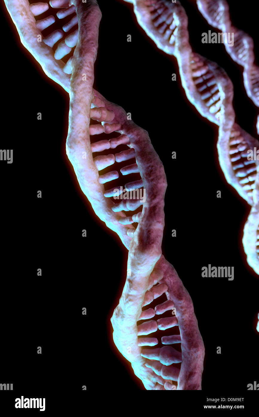 Stylized view of strands of human DNA or deoxyribonucleic acid Stock ...