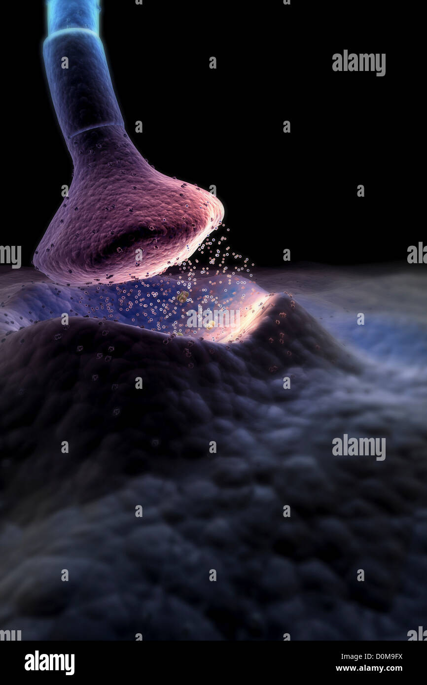Synaptic cleft hi-res stock photography and images - Alamy