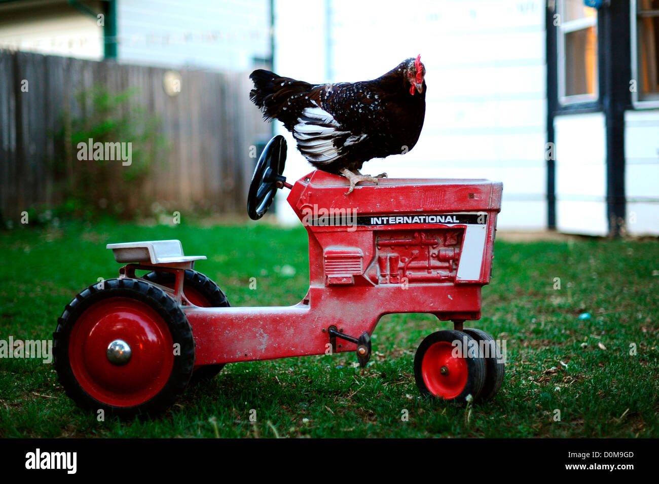 Chicken on a toy tractor Stock Photo - Alamy