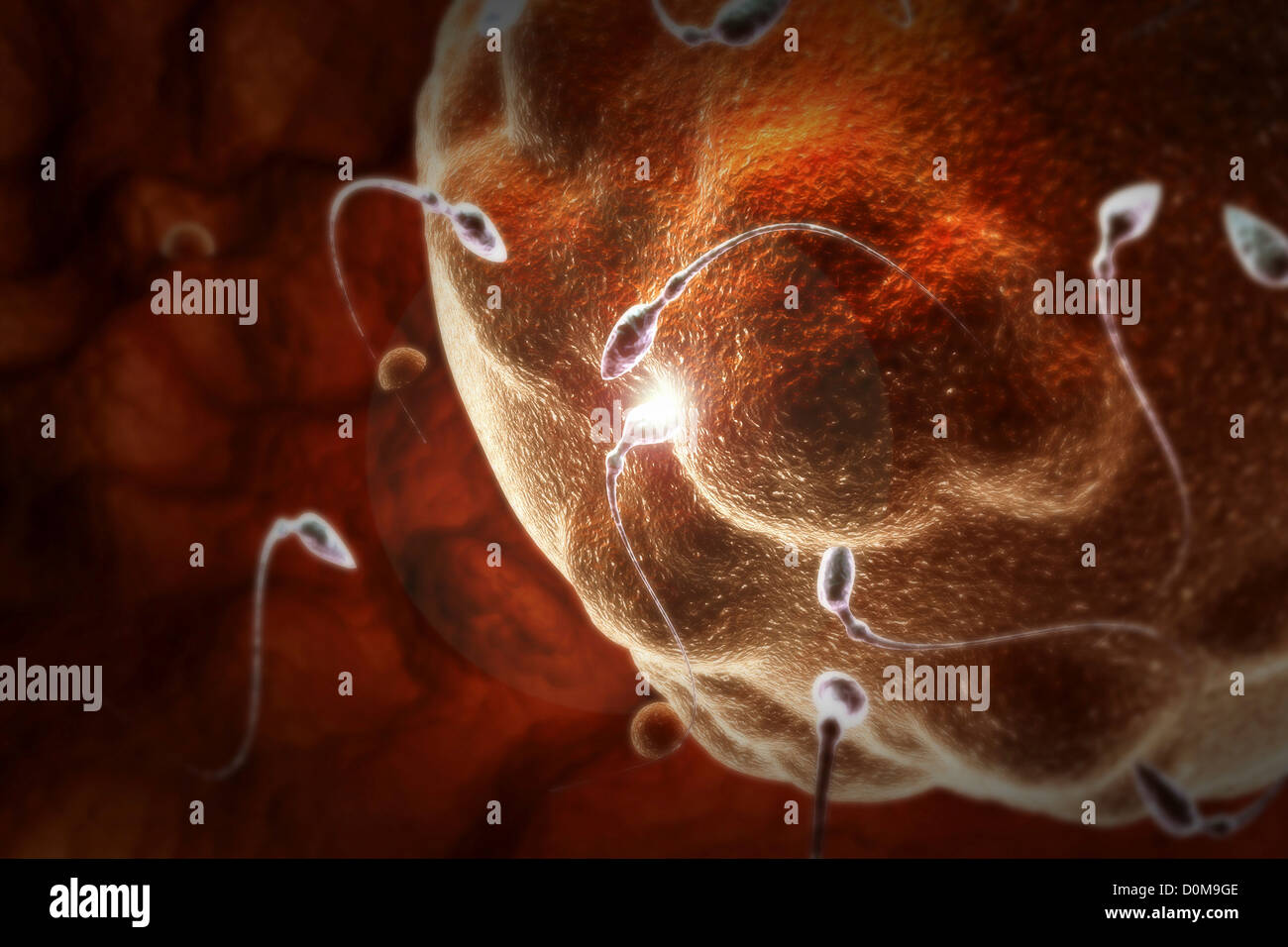 Stylized visualization of a human ovum surrounded by human sperm Stock ...