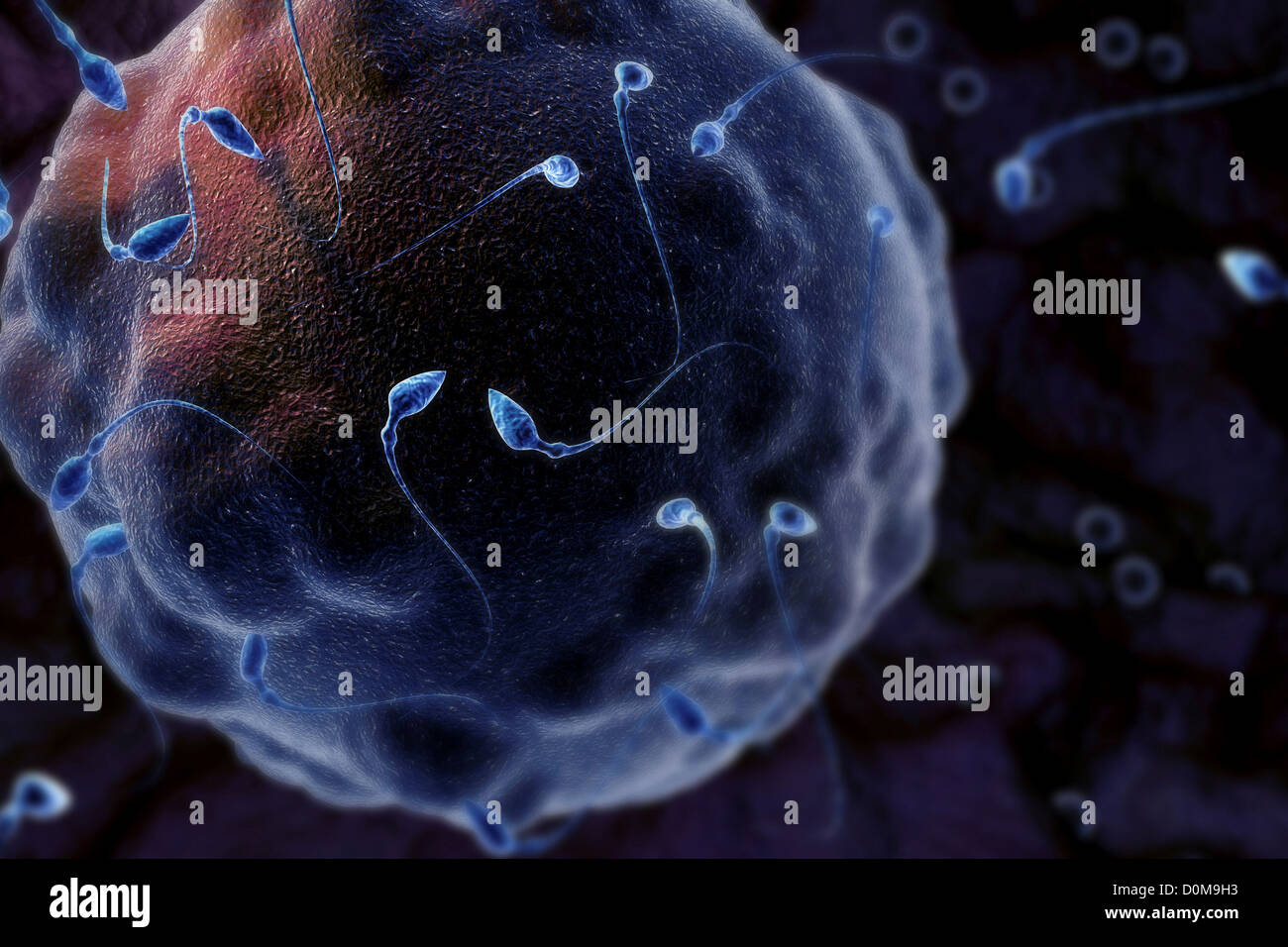 Human ovum hi-res stock photography and images - Alamy