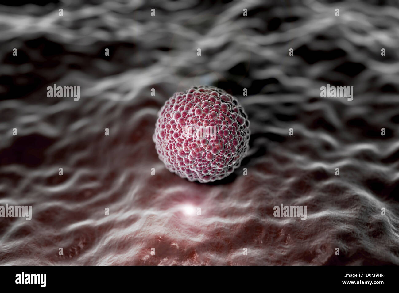 Morula hi-res stock photography and images - Alamy