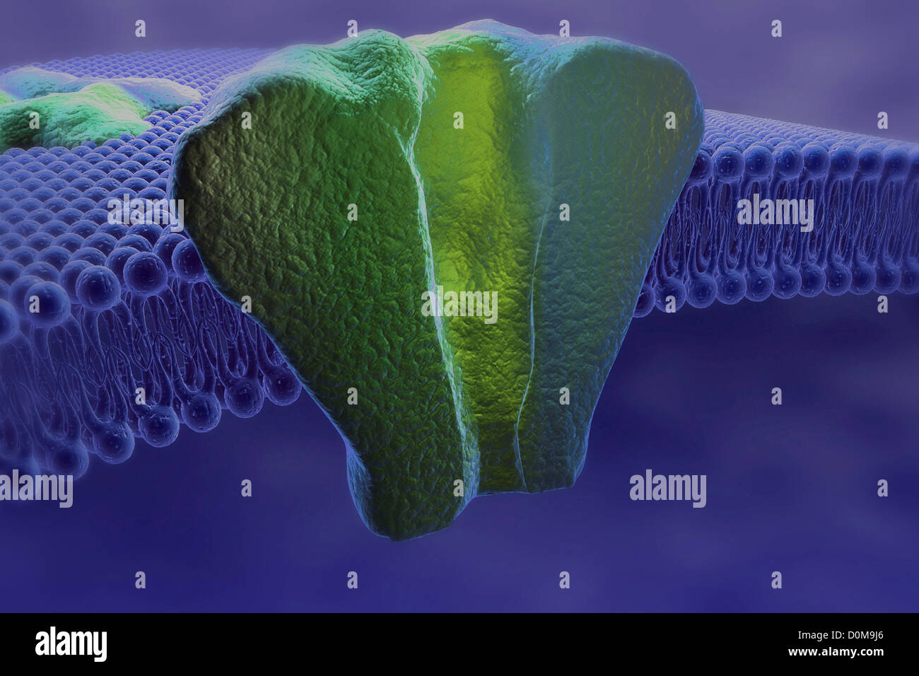 Phospholipid hi-res stock photography and images - Alamy