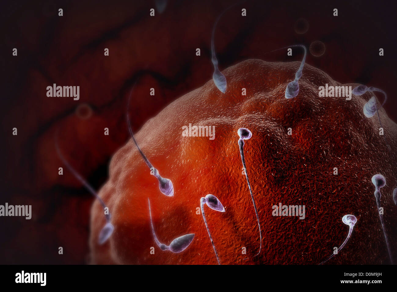 Stylized visualization of a human ovum surrounded by human sperm Stock ...