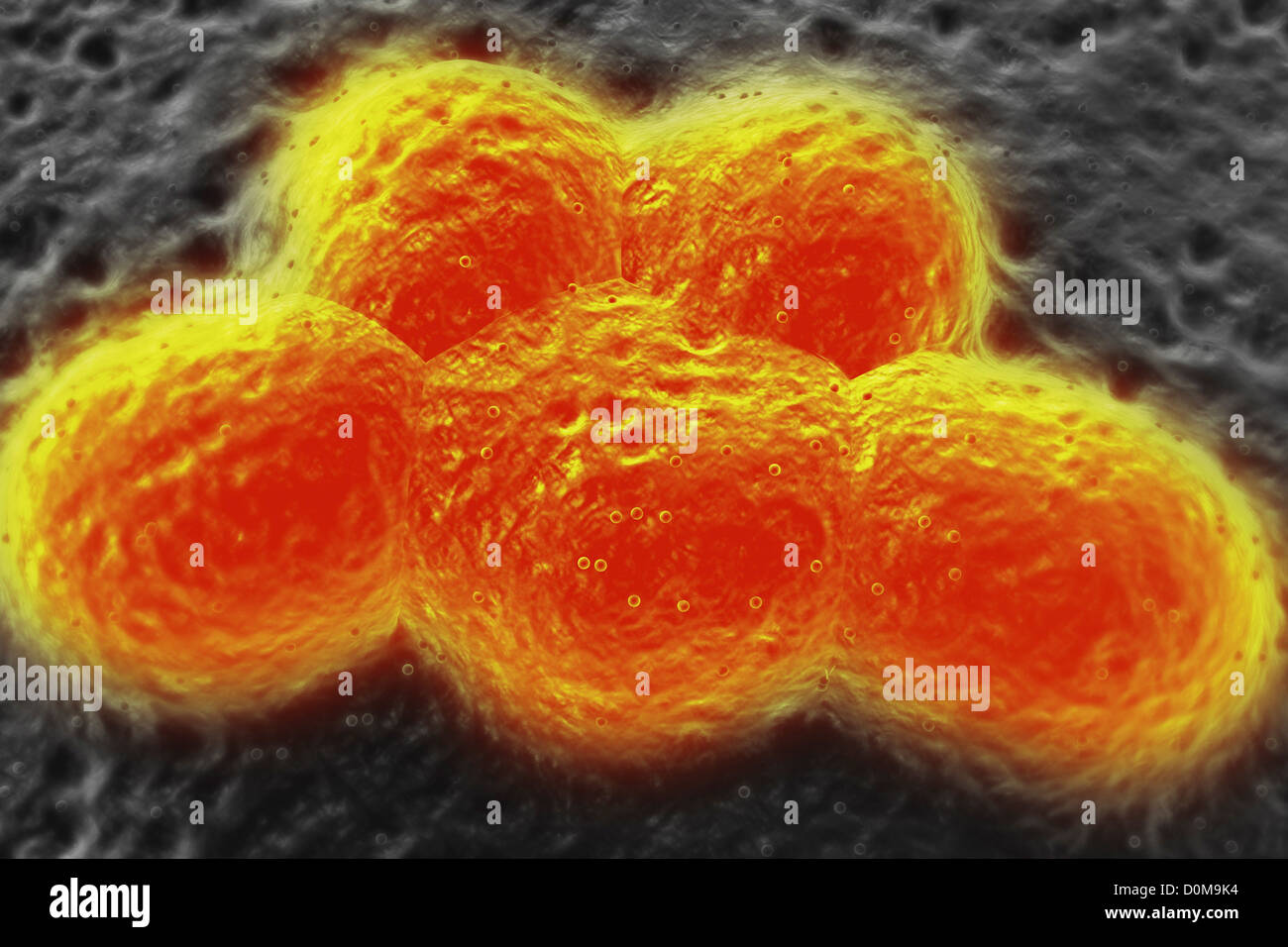 Microscopic styled visualization of MRSA cells Stock Photo - Alamy