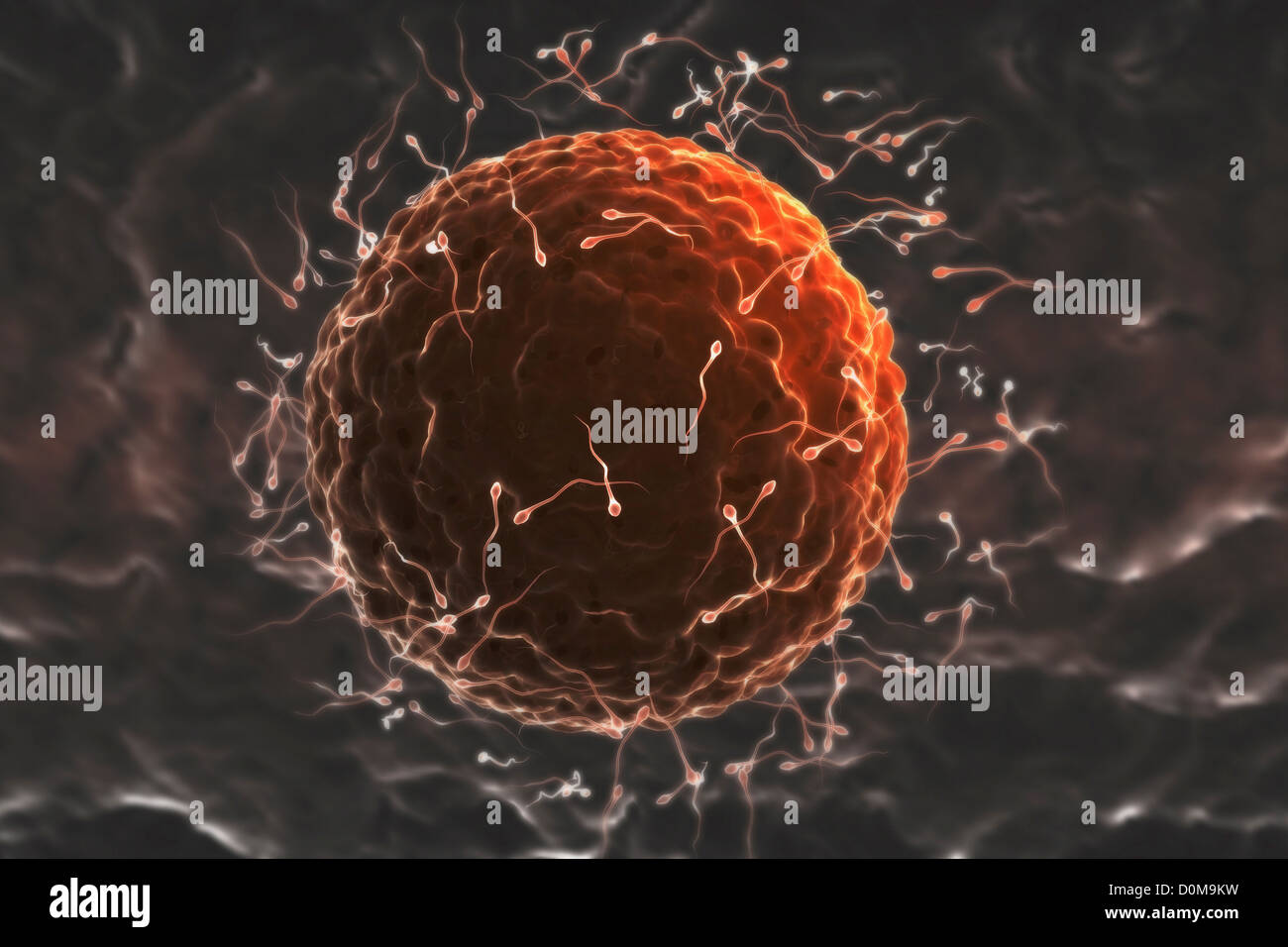 Stylized microscopic human ovum surrounded by human sperm during ...