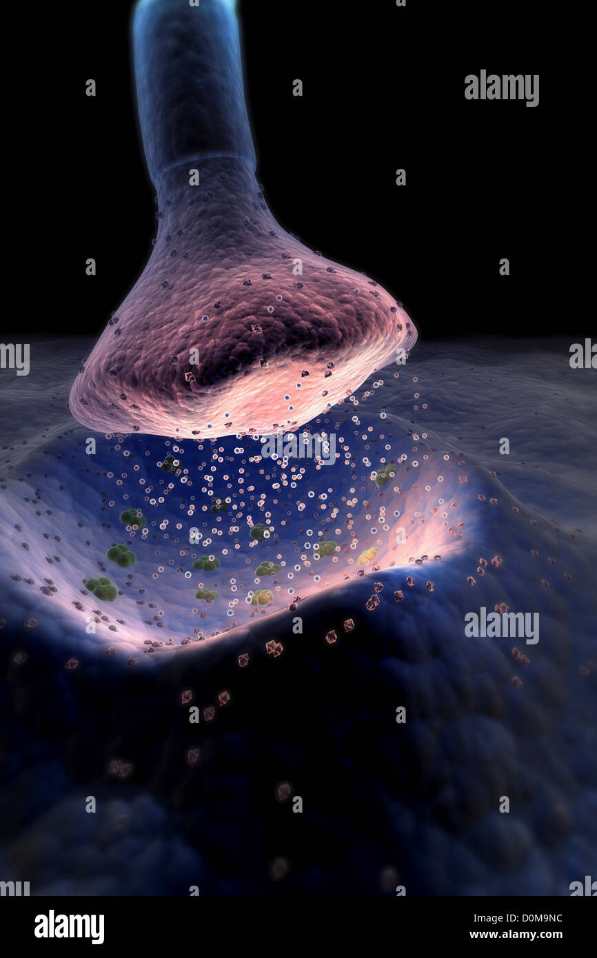 Synaptic Cleft High Resolution Stock Photography and Images - Alamy