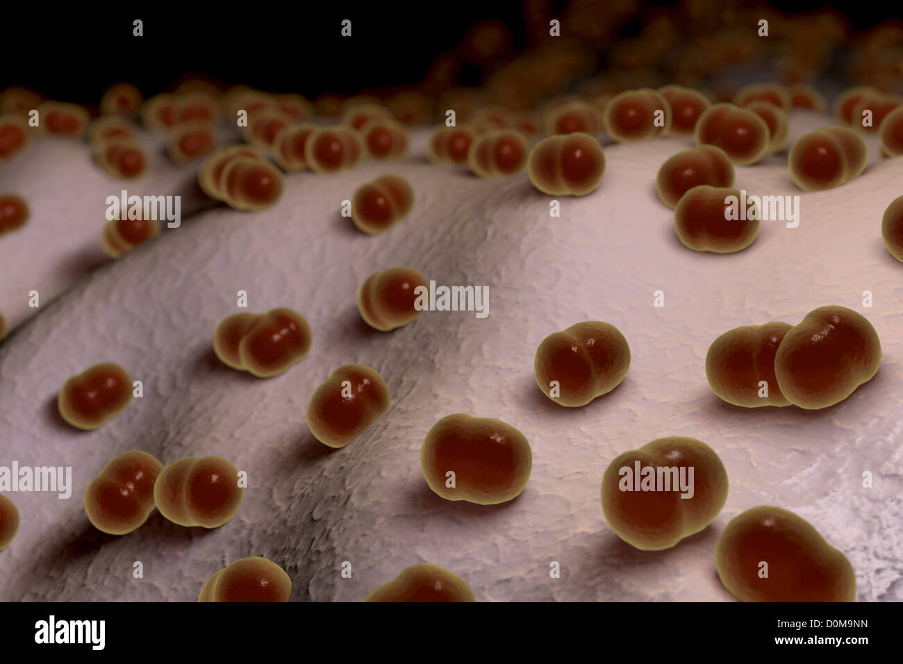 Scanning electromicrograph styled cocci bacterium. Staphylococci ...
