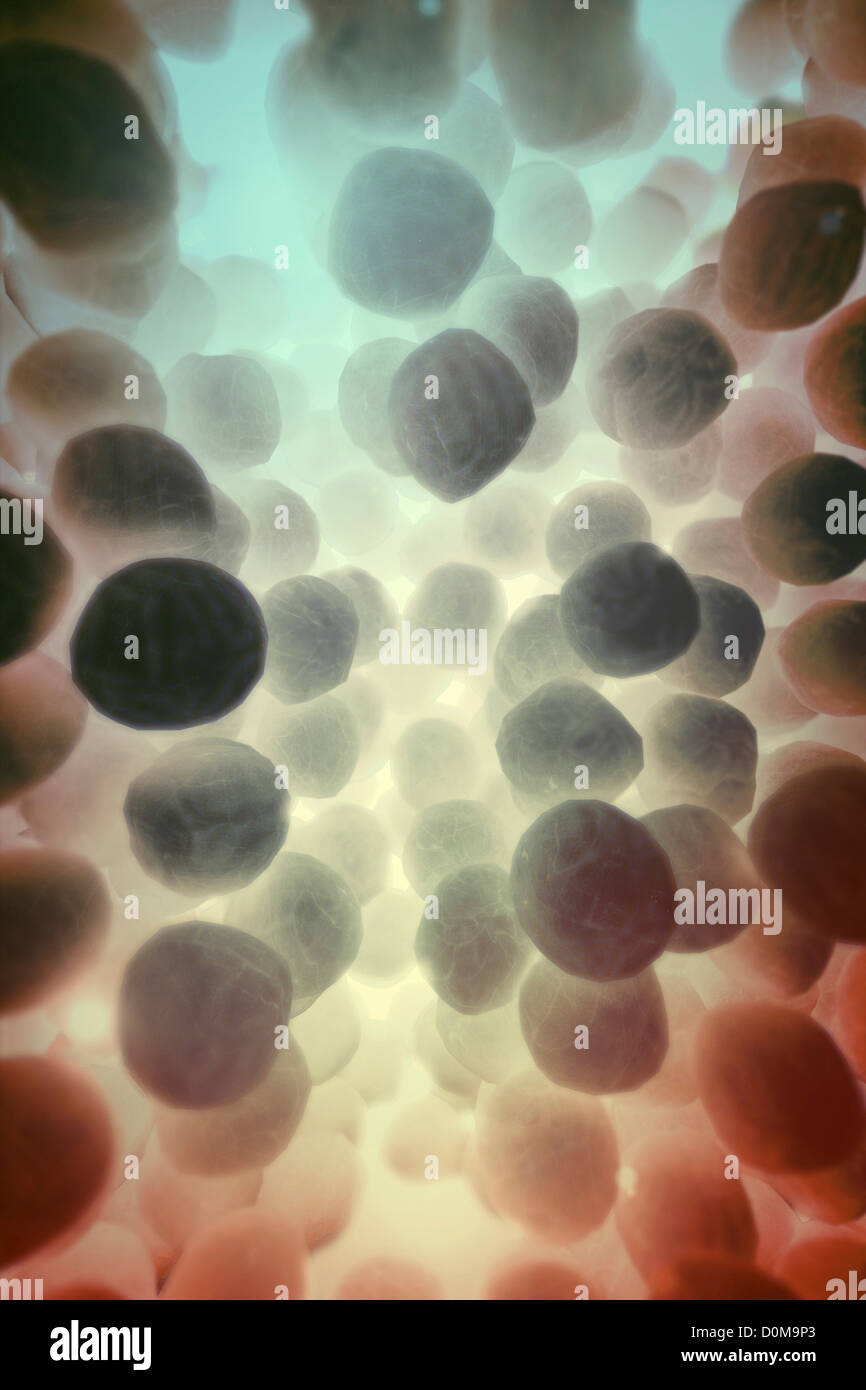 Microscopic styled visualization of MRSA cells Stock Photo - Alamy