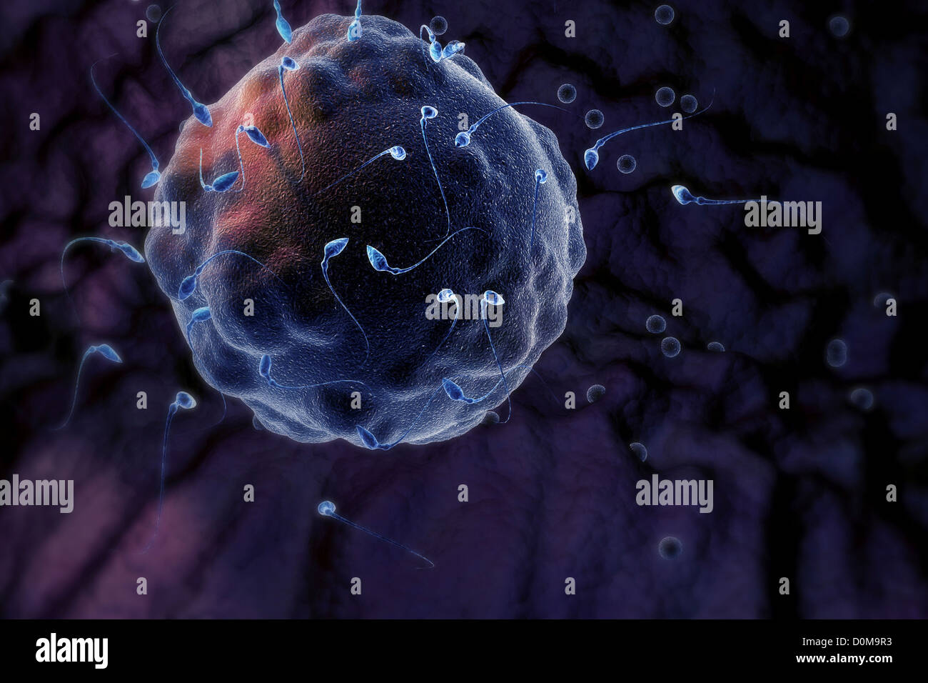 Stylized microscopic human ovum surrounded by human sperm during ...