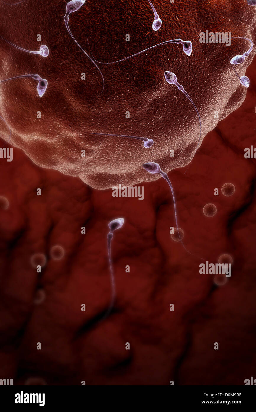 Stylized visualization of a human ovum surrounded by human sperm Stock ...