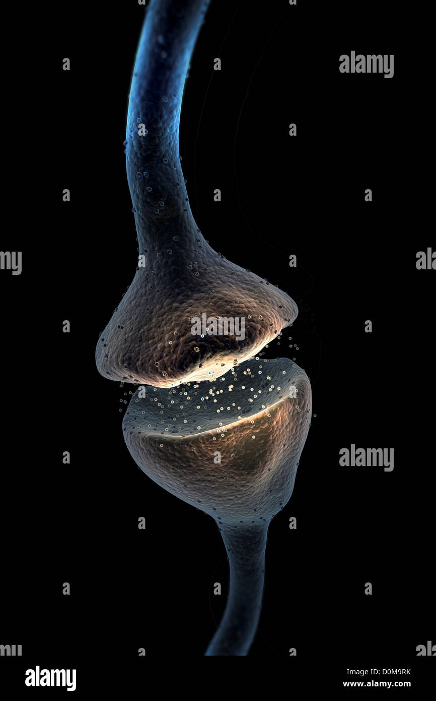 Synaptic Cleft High Resolution Stock Photography and Images - Alamy
