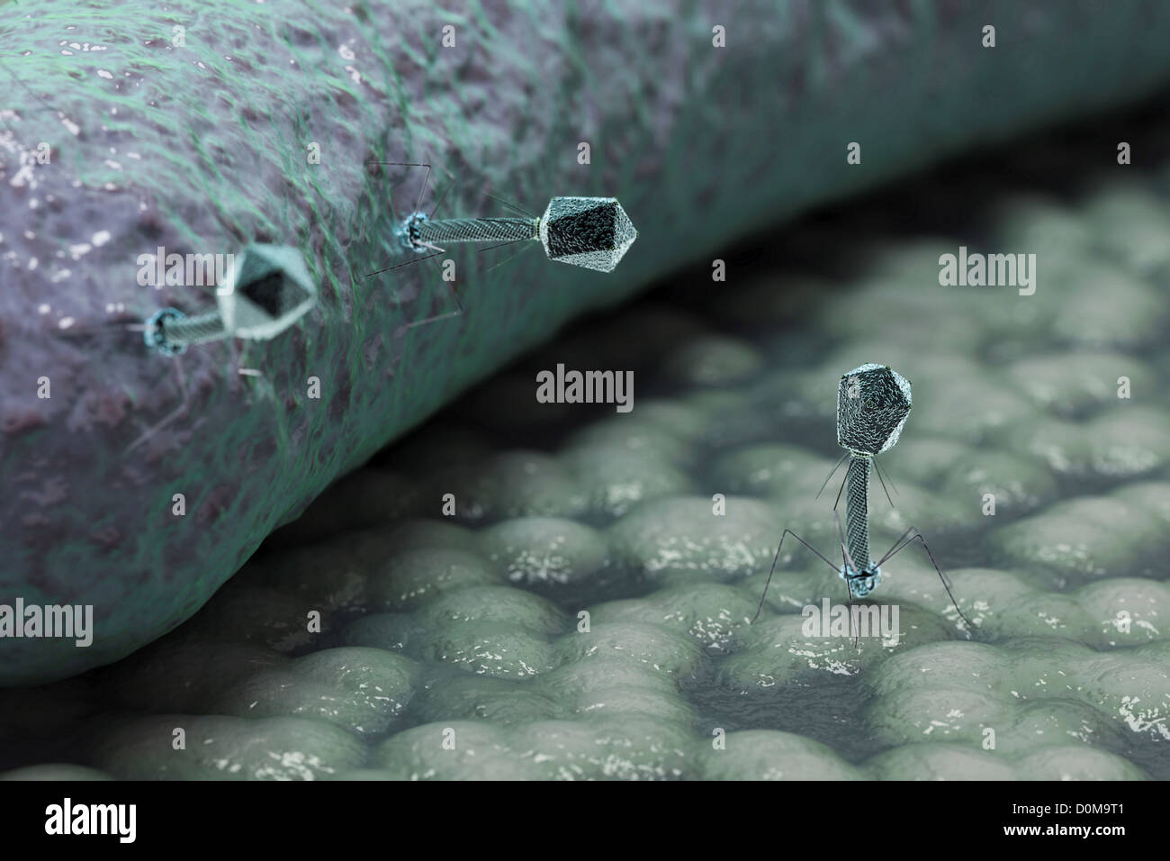 Microscopic styled visualization of bacteriophages on the surface of a ...
