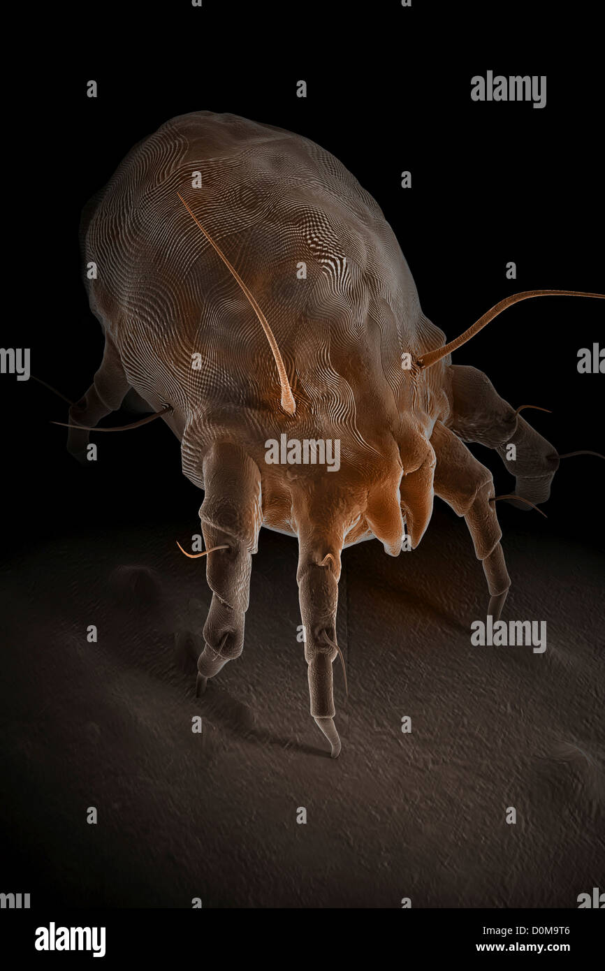 Dermatophagoides pteronyssinus hi-res stock photography and images - Alamy