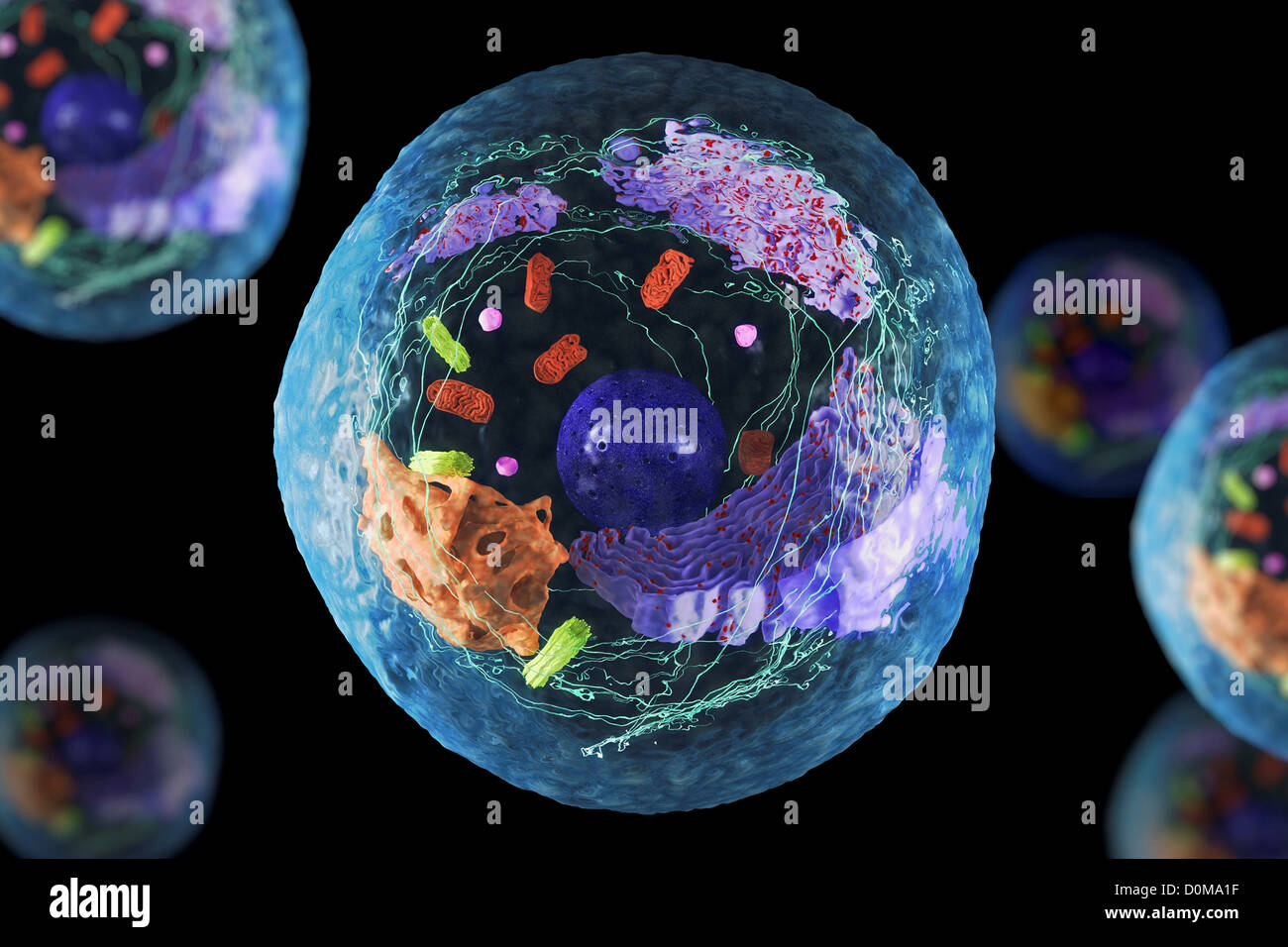 Stylized view of generic human or animal cells Stock Photo - Alamy