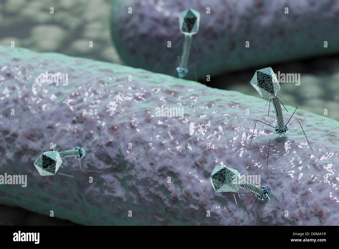 Bacteriophages hi-res stock photography and images - Alamy