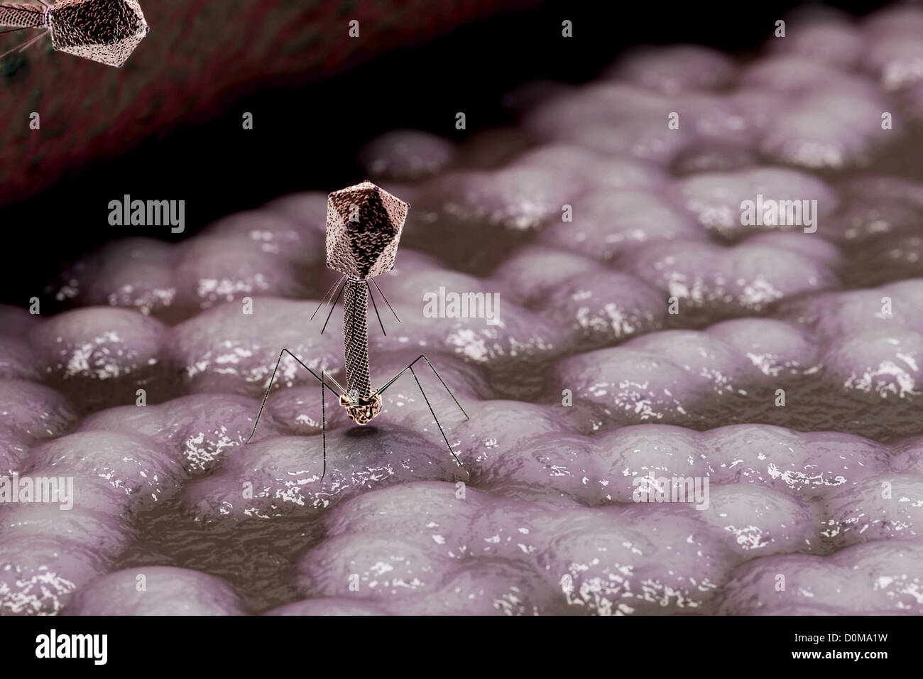 Microscopic styled visualization of bacteriophages on the surface of a ...