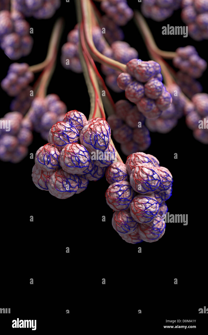 Stylized view of alveolar sacs from within the respiratory system Stock ...
