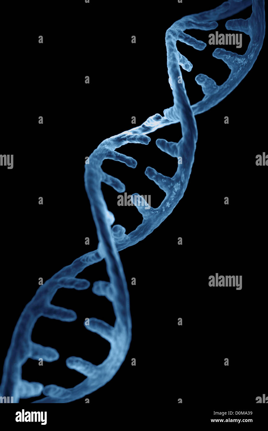 Stylized view of strands of human DNA or deoxyribonucleic acid Stock ...