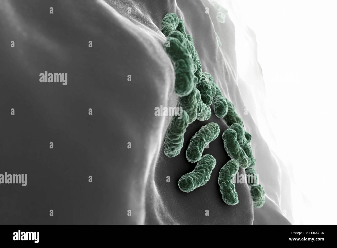 Bacillus Coagulans Colony