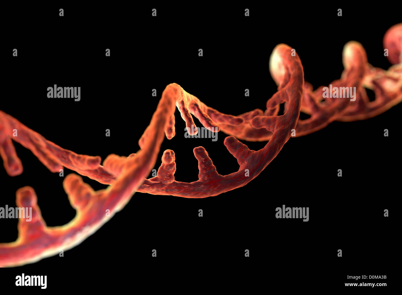 Stylized view of strands of human DNA or deoxyribonucleic acid Stock ...