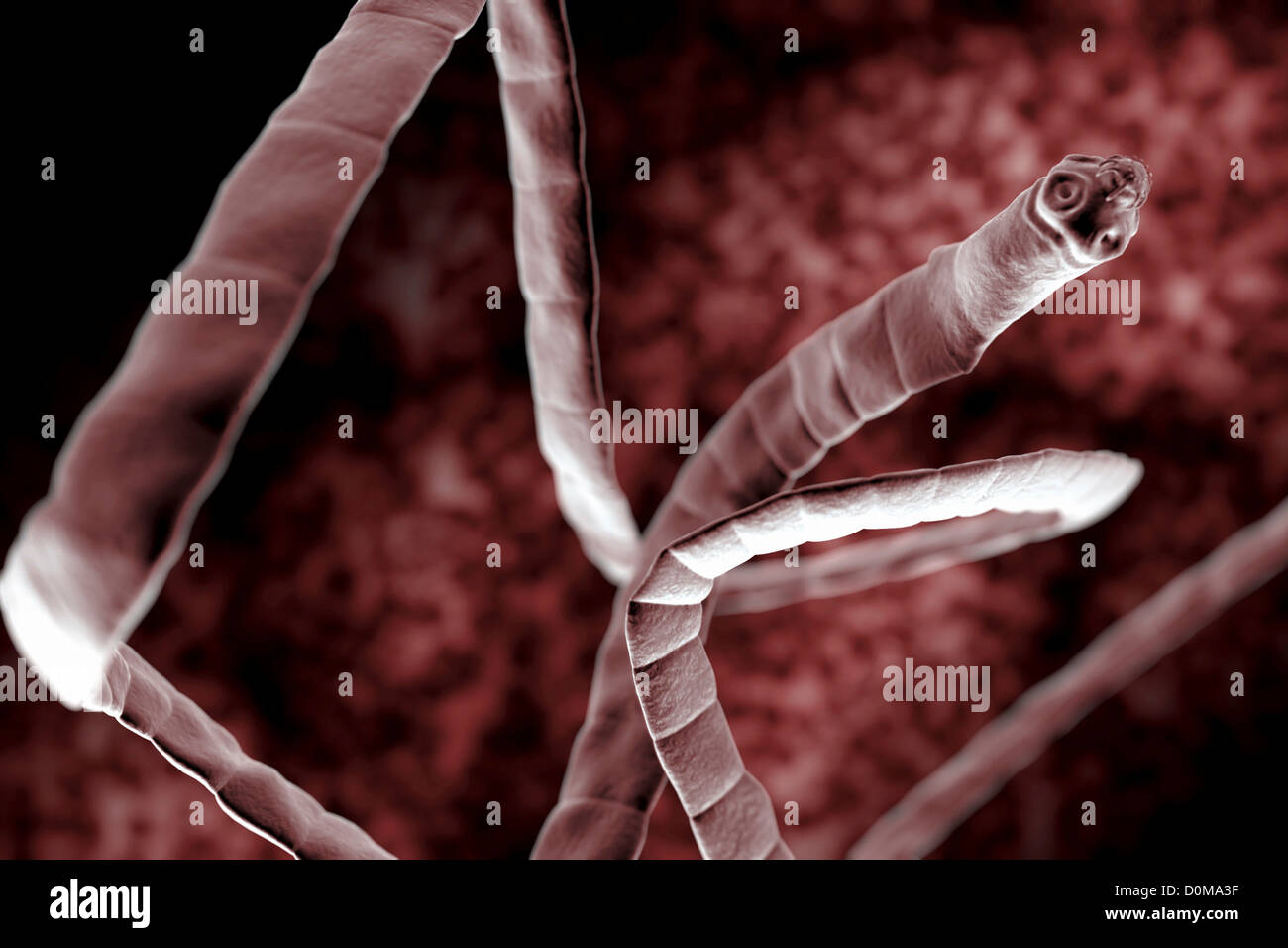 Class Cestoda Tapeworms