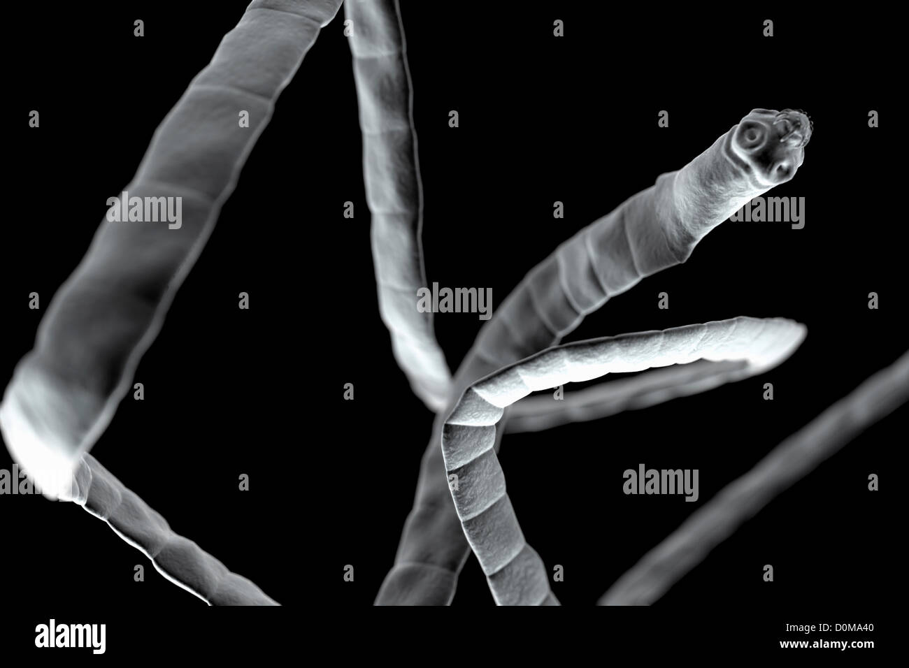 Proglottids hi-res stock photography and images - Alamy