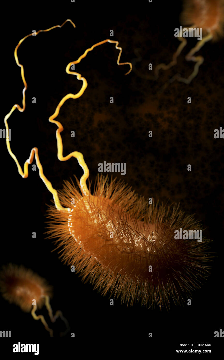 Microscopic view of e coli hi-res stock photography and images - Alamy