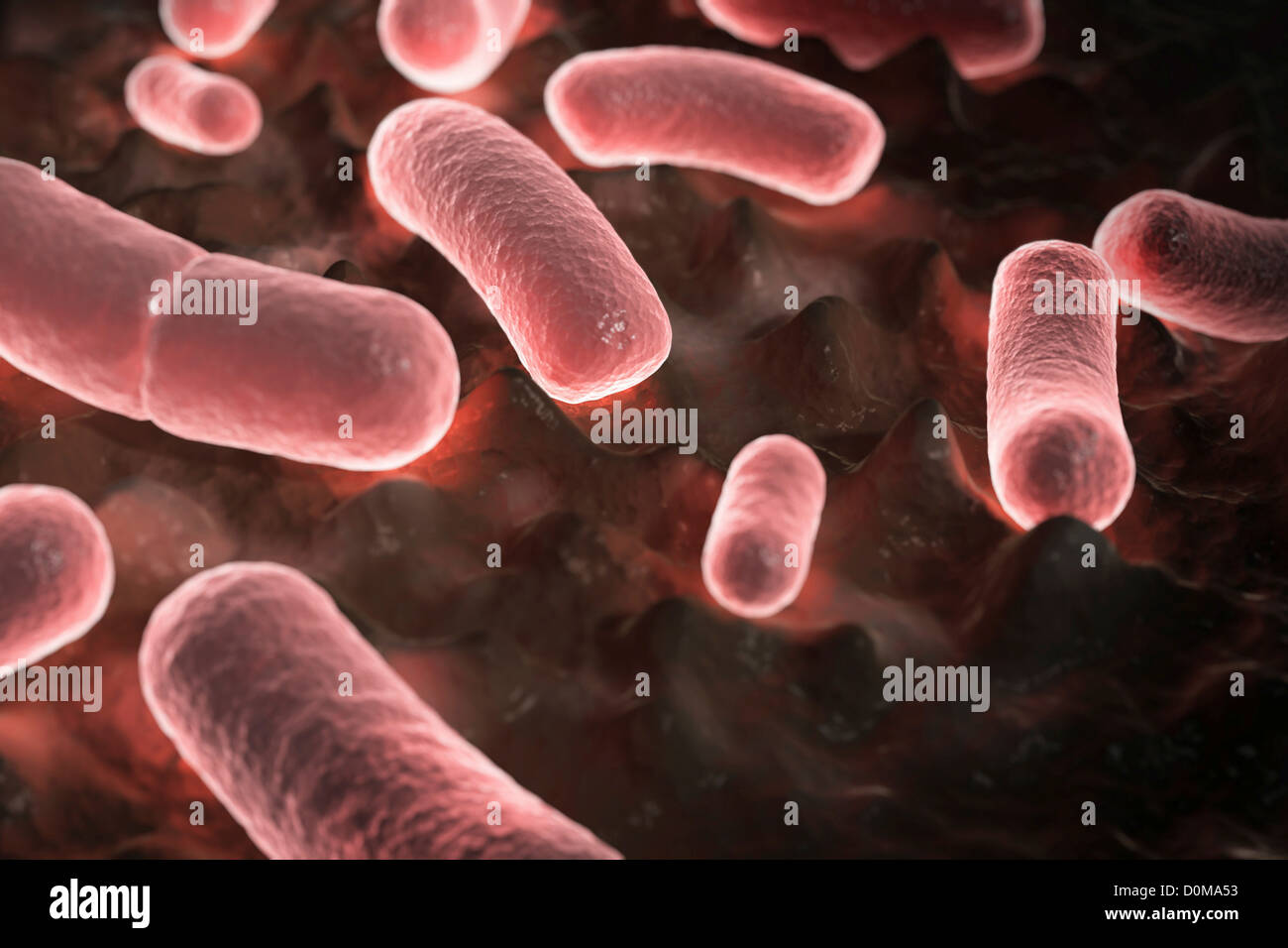 Yersinia pestis rod-shaped bacteria in the bubonic form Stock Photo - Alamy
