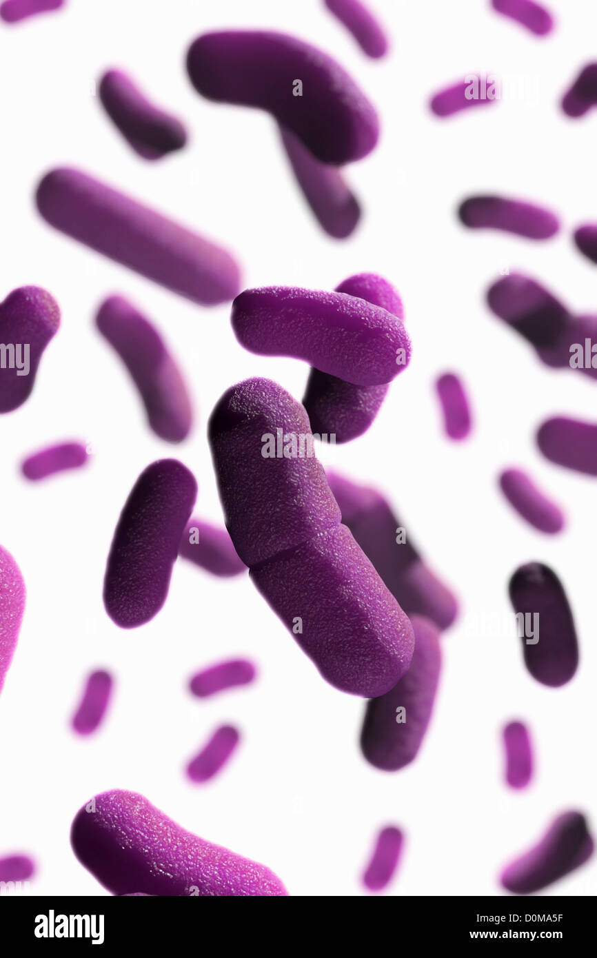 Plague bacteria yersinia pestis hi-res stock photography and images - Alamy