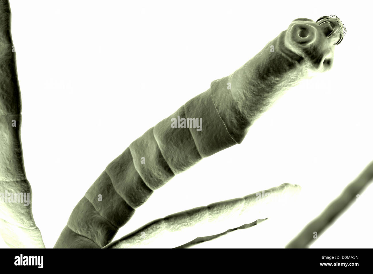 Microscopic styled visualization of a tapeworm (Cestoda Stock Photo - Alamy