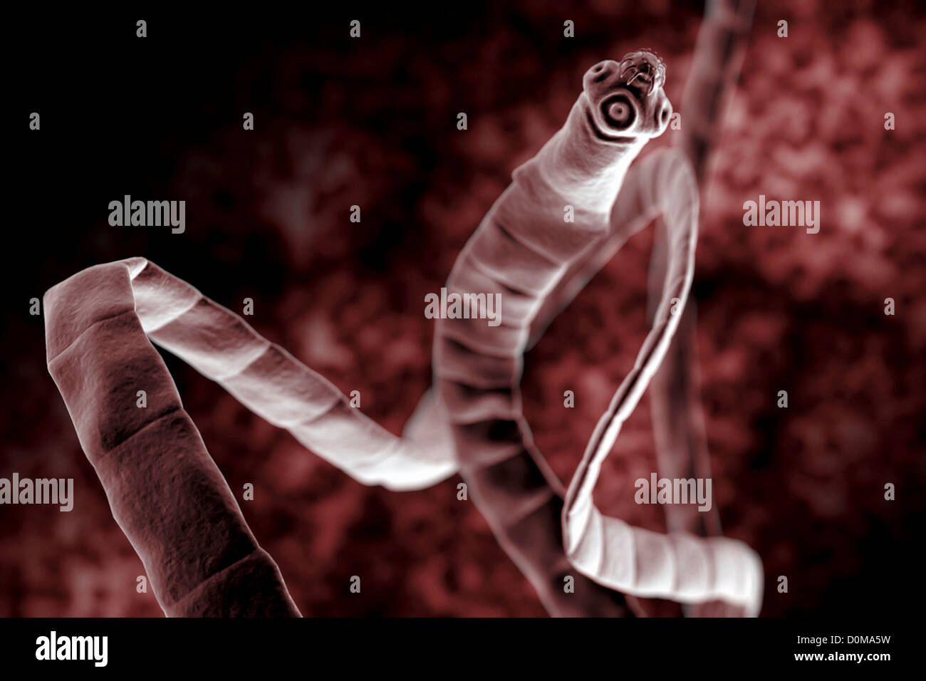 Class Cestoda Tapeworms