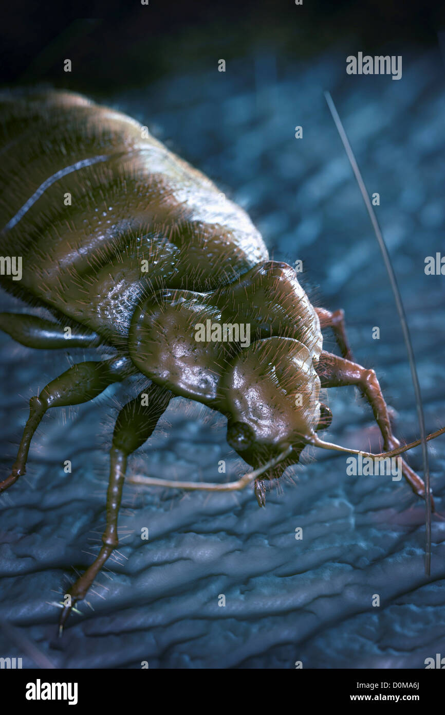 Animal insect cimex lectularius hi-res stock photography and images - Alamy