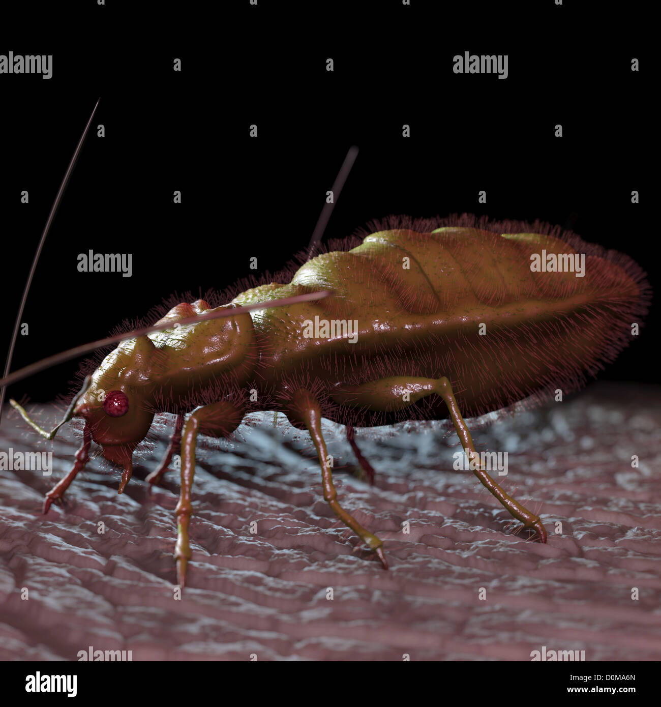 Close up view cimex lectularius hi-res stock photography and images - Alamy