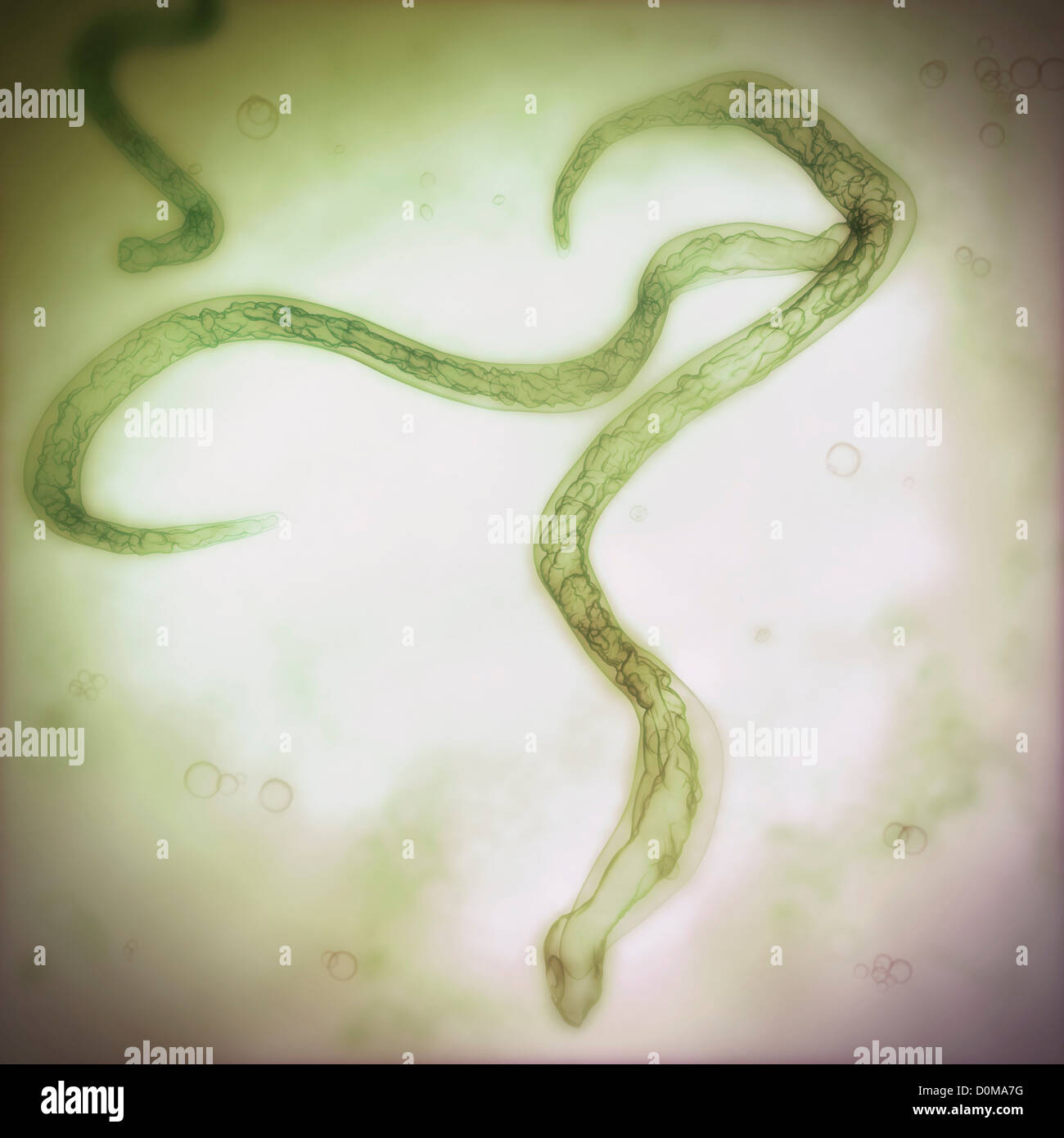 Hookworms hi-res stock photography and images - Alamy