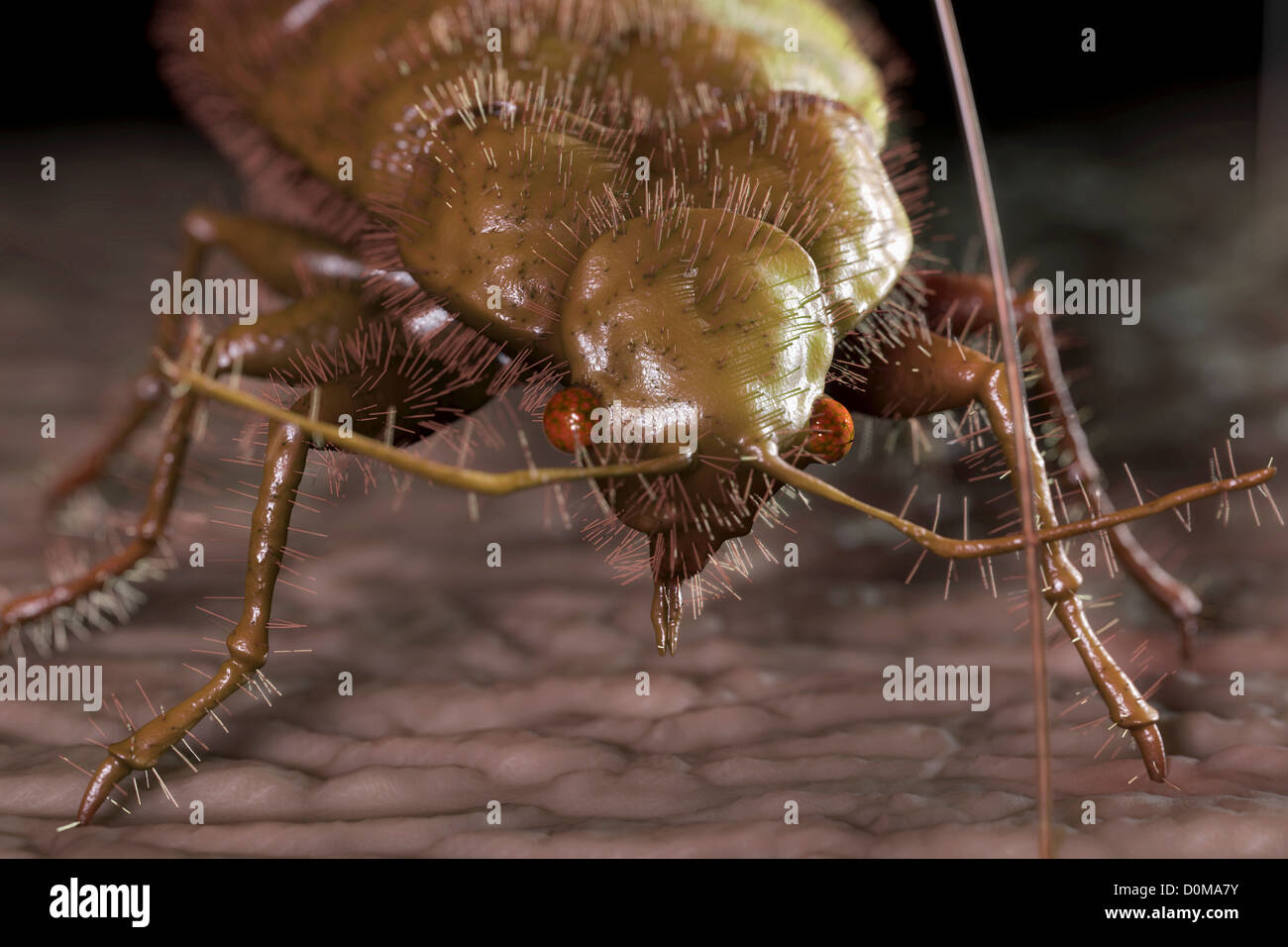Animal insect cimex lectularius hi-res stock photography and images - Alamy