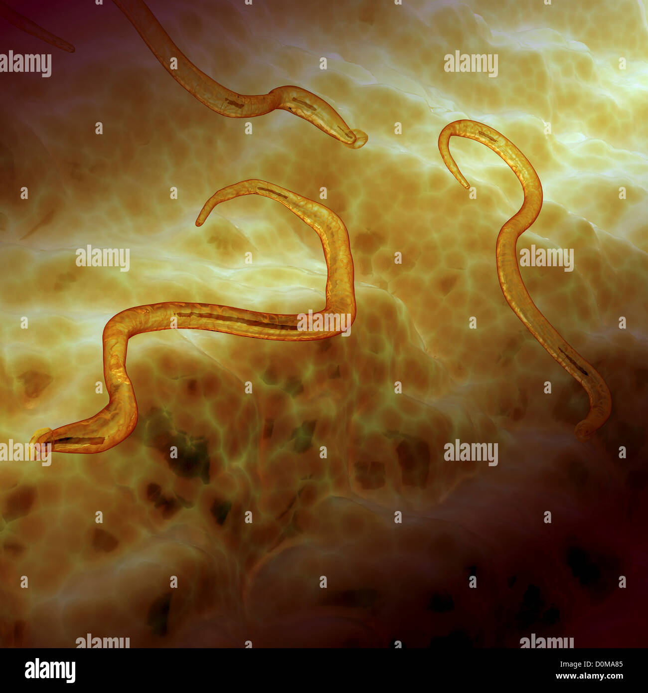 Hookworms, which are parasites that live in the small intestine Stock ...