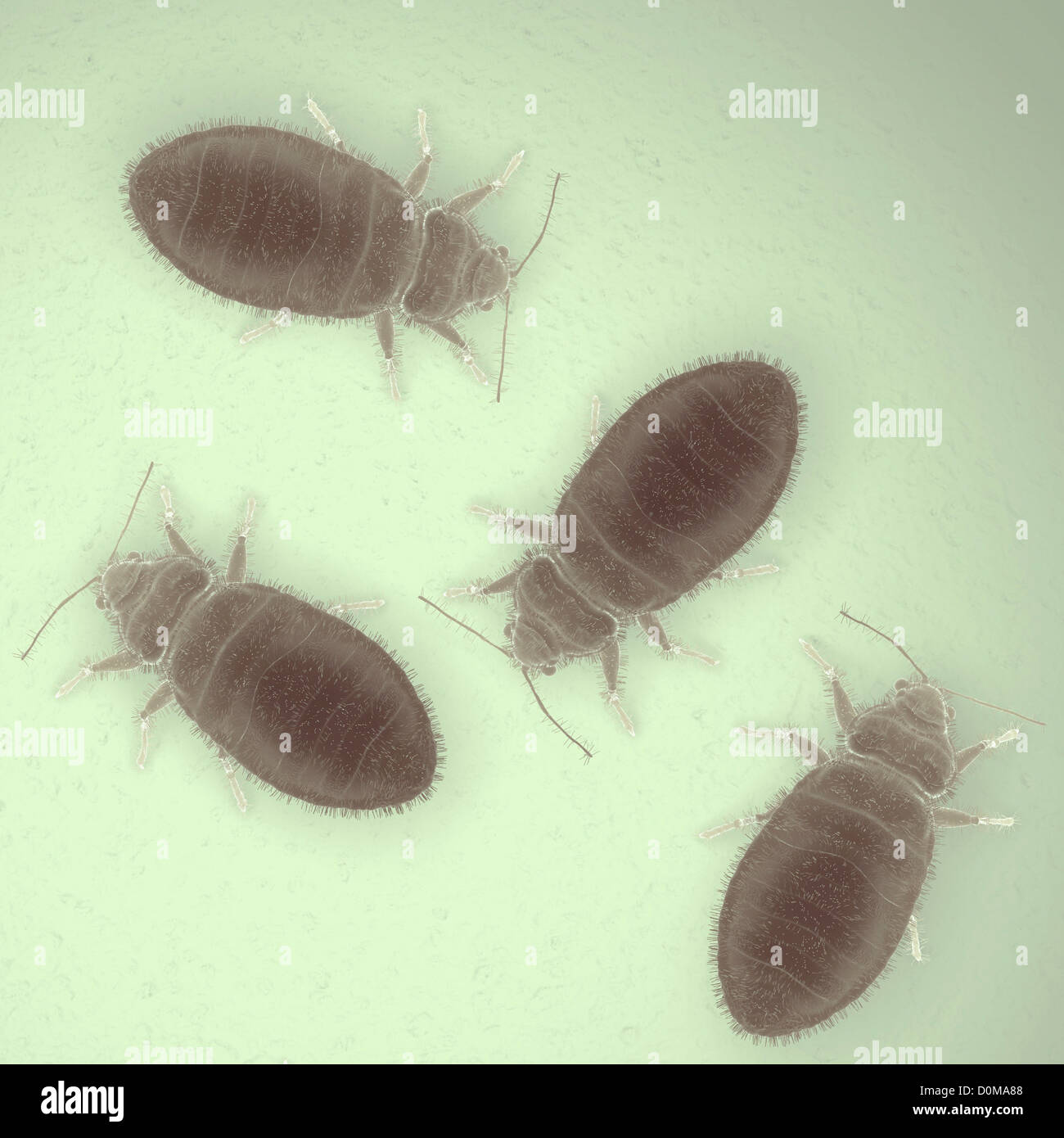 Bedbugs magnified through a microscope Stock Photo - Alamy