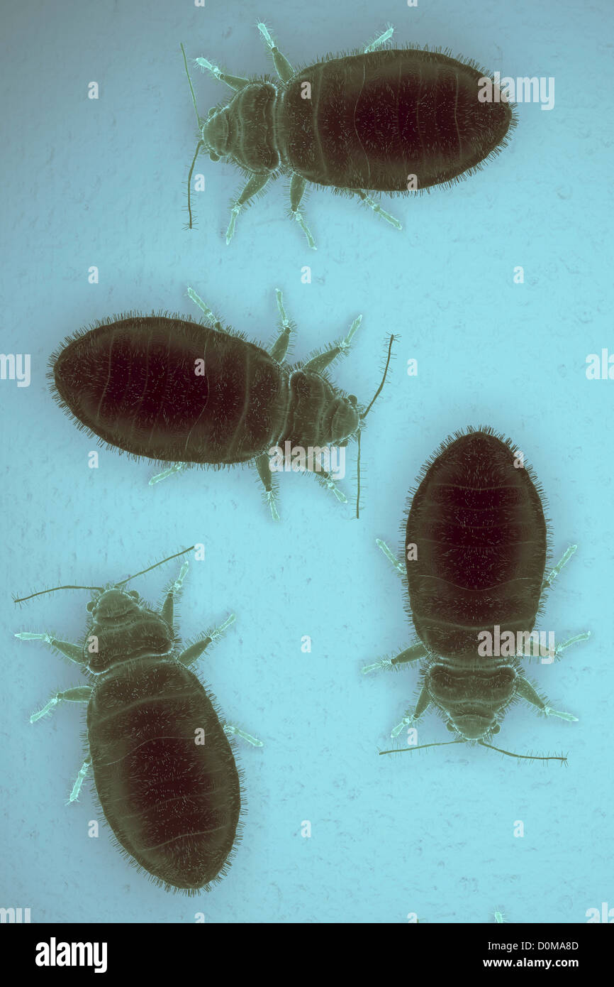 Bedbug microscope hi-res stock photography and images - Alamy