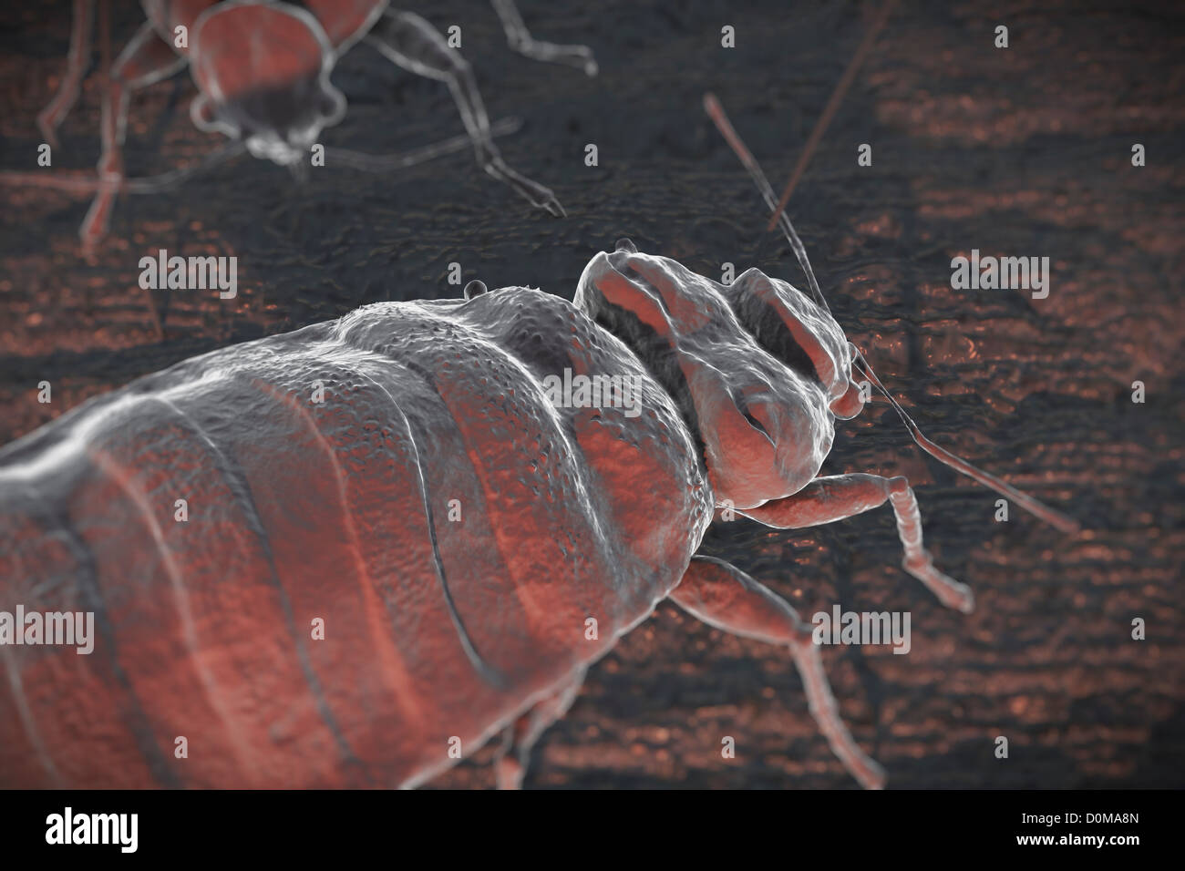 A close up view of the Cimex Lectularius or bedbug Stock Photo - Alamy