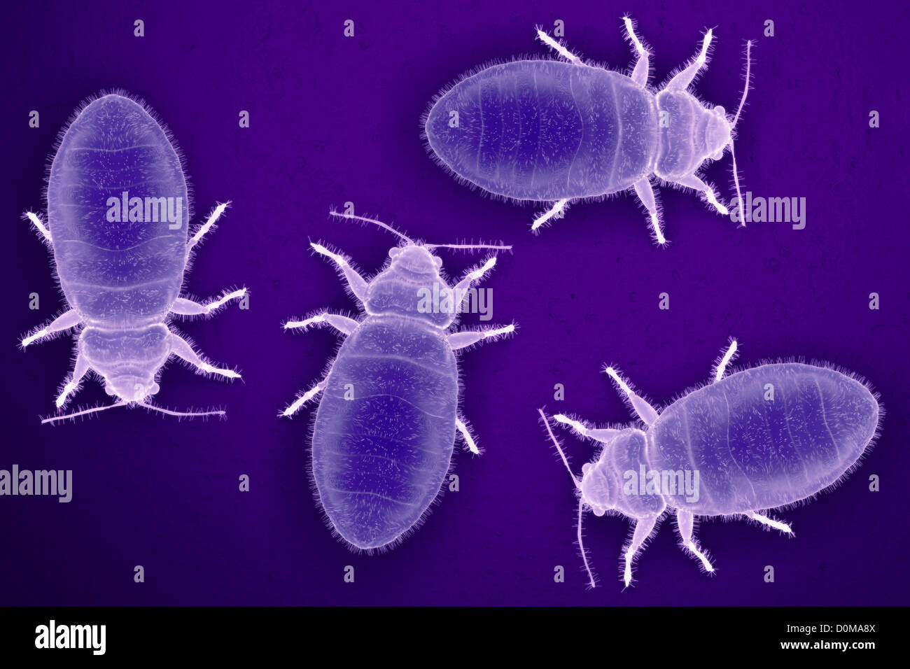 Bedbugs magnified through microscope hi-res stock photography and ...