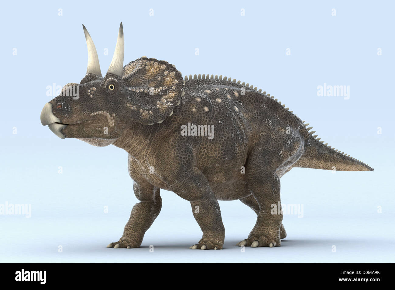 Model of a Diceratops dinosaur Stock Photo - Alamy