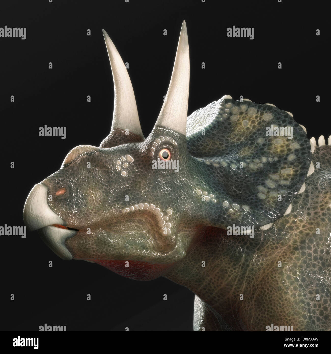 Head of a model Diceratops dinosaur showing sharp horns Stock Photo - Alamy