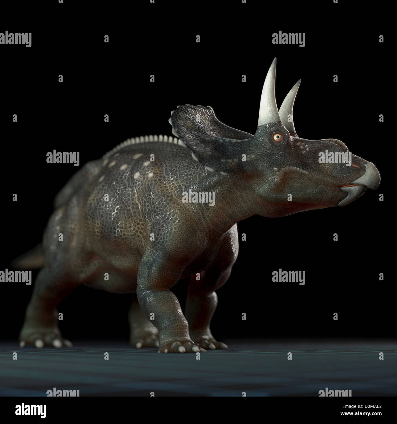 Model of a Diceratops dinosaur Stock Photo - Alamy