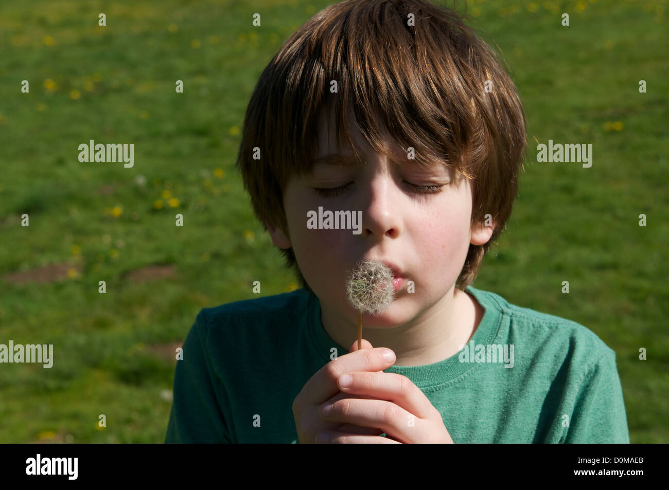 Dandelion summer wish wishes dreams hi-res stock photography and images ...