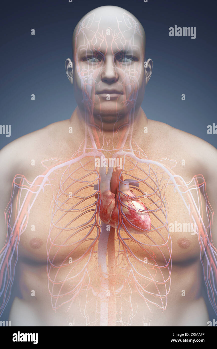 Image cardiovascular system layered over overweight man's body show ...
