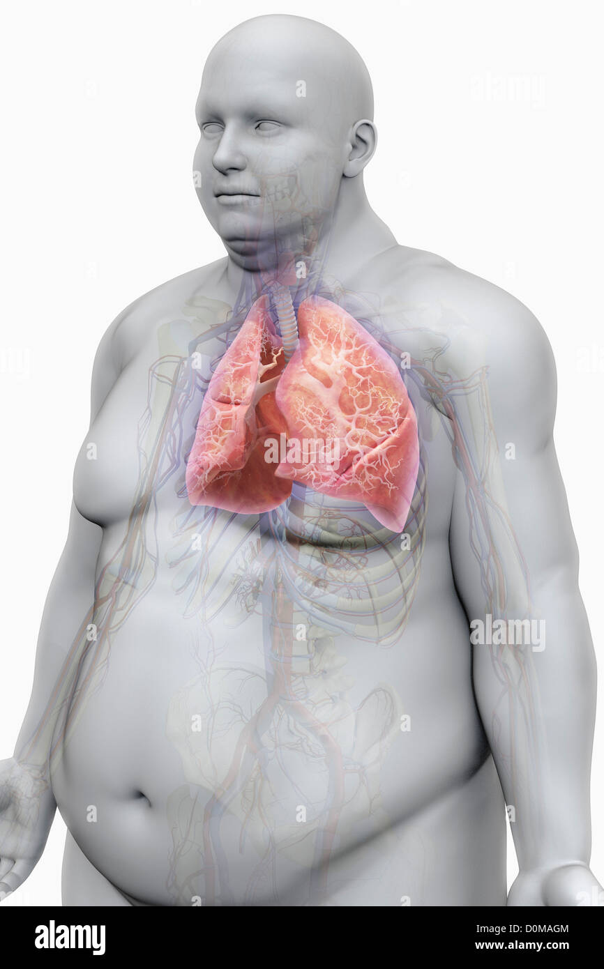 Obesity Lungs
