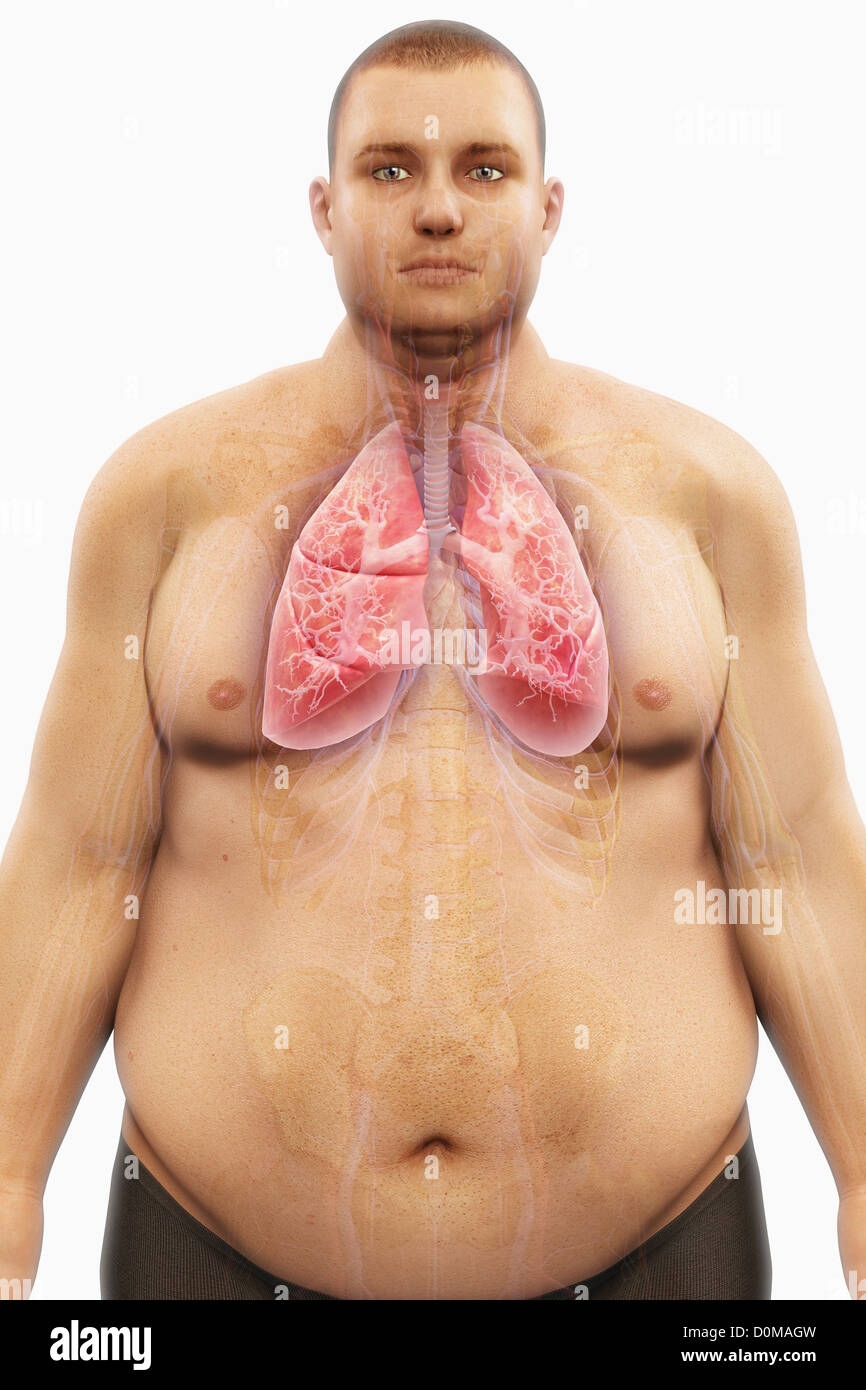 Obesity Lungs