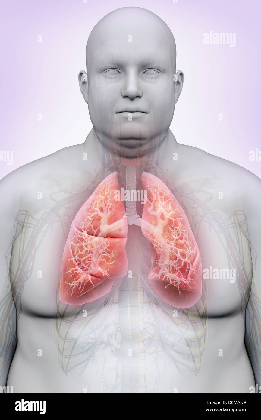 Obesity Lungs